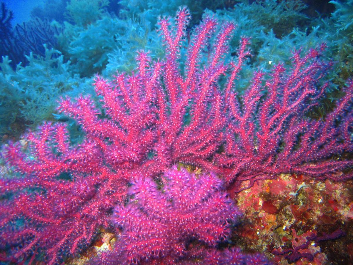 Duikroute bij de eilanden Ses Bledes / Las Gorgonia - Ibiza - Santjosep.net