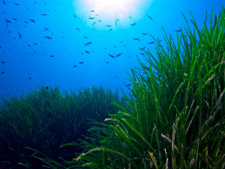 The Posidonia Oceánica - Santjosep.net